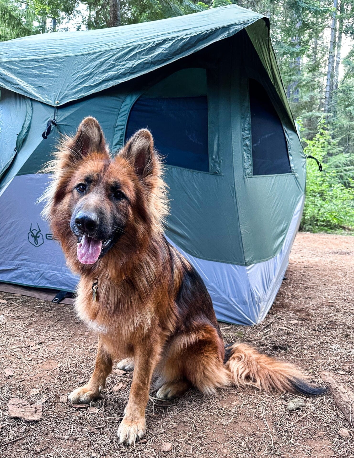 From Walks to Hikes: Putting the Saker Canine Harness to the Test ...