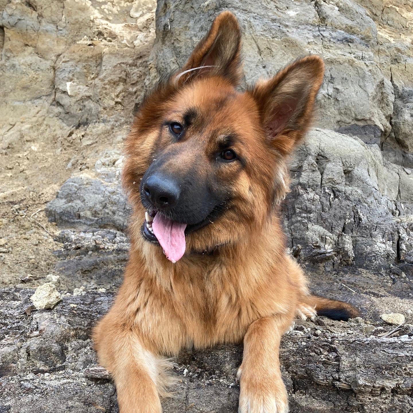 From Walks to Hikes: Putting the Saker Canine Harness to the Test ...