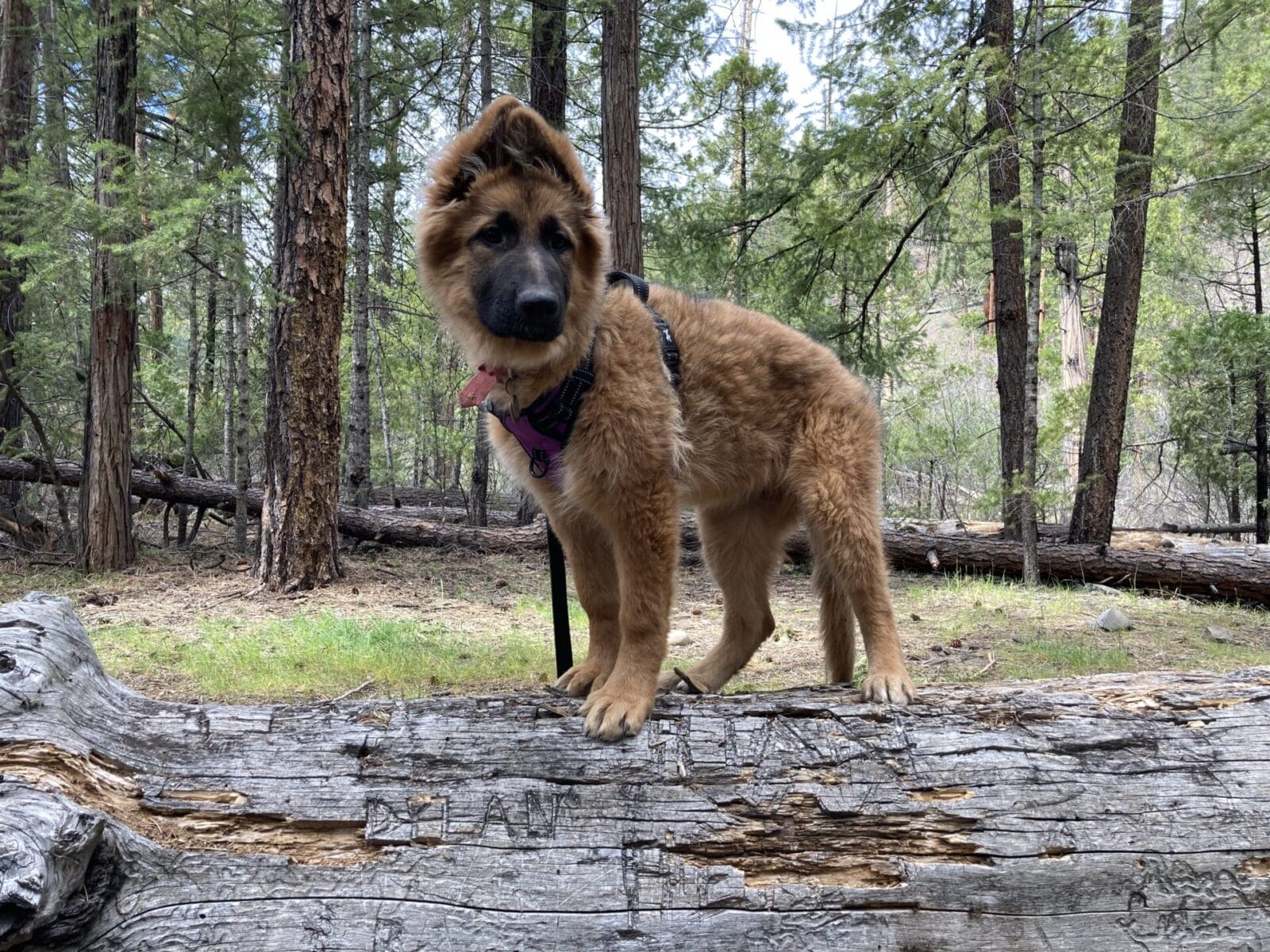 Paws and Pines: The Ultimate Guide to Camping with a Puppy