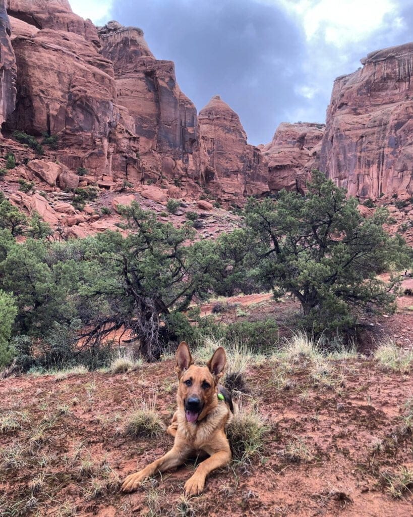 Road Trip with a Dog: Tips for a Dog-Friendly Adventure