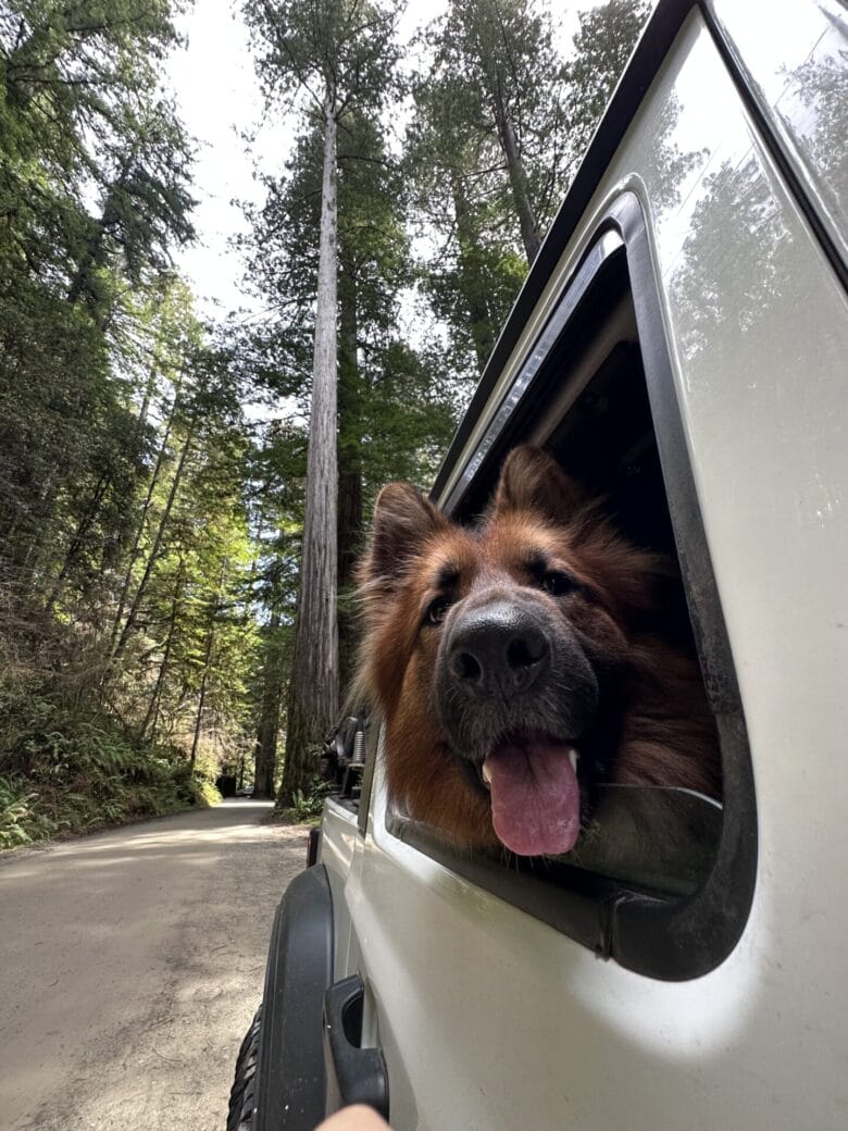 Road Trip with a Dog: Tips for a Dog-Friendly Adventure