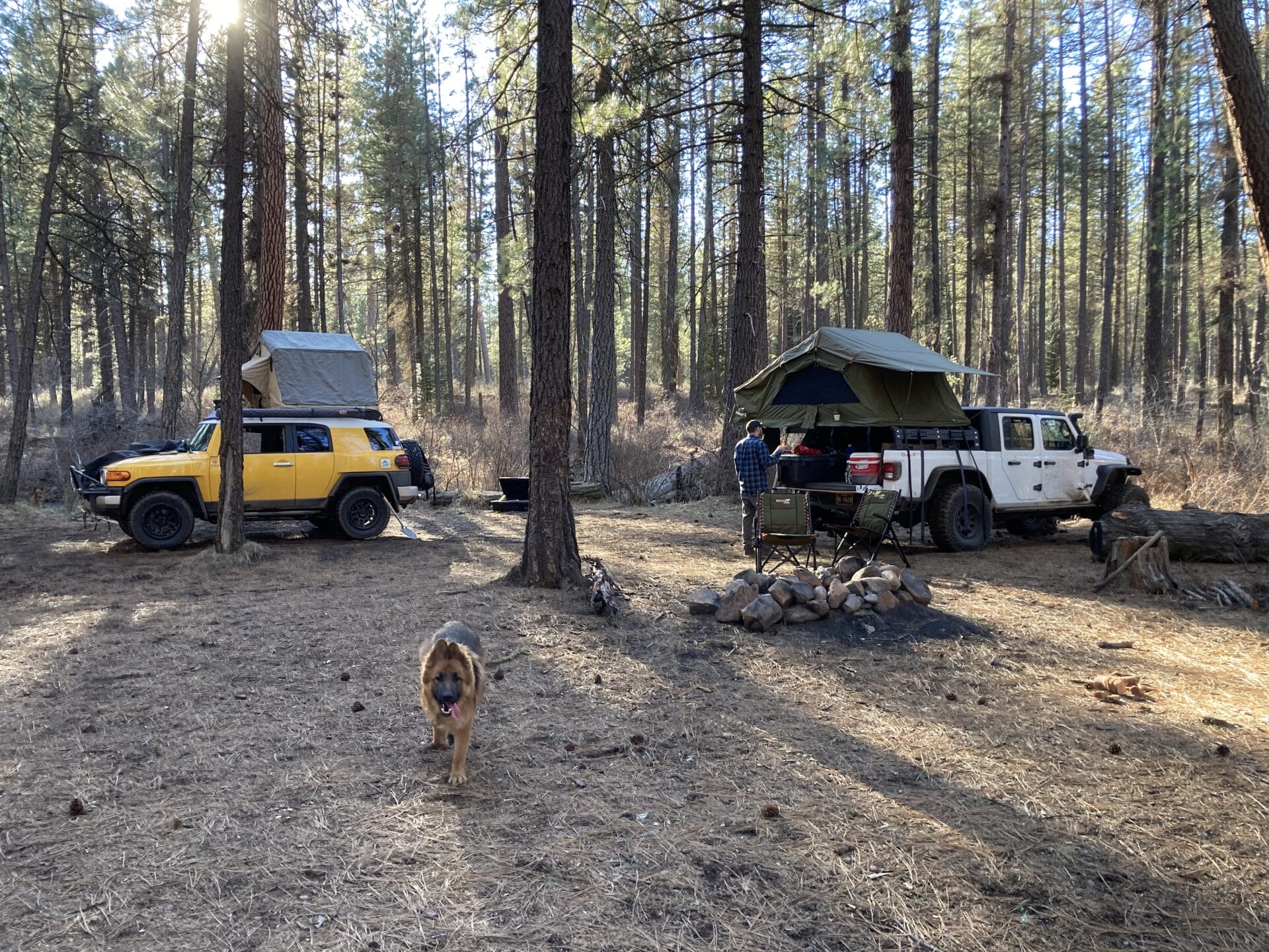 Wild Camping with a Dog: Ultimate Guide for a Safe Adventure ...