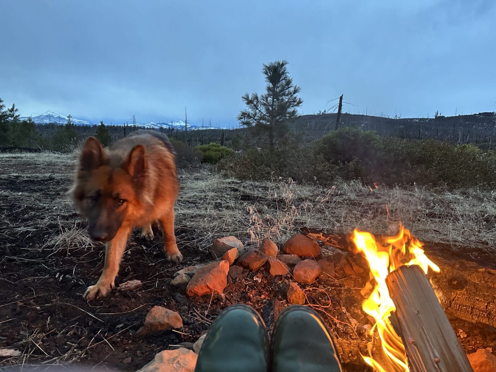 Wild Camping with a Dog: Ultimate Guide for a Safe Adventure ...