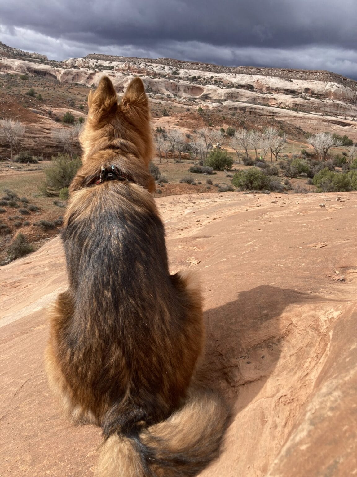 Why Dog Adventures Strengthen The Bond With Your Canine Companion - Wanderland Xperience