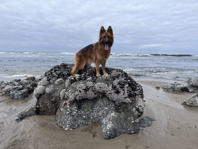 Why Dog Adventures Strengthen The Bond With Your Canine Companion - Wanderland Xperience