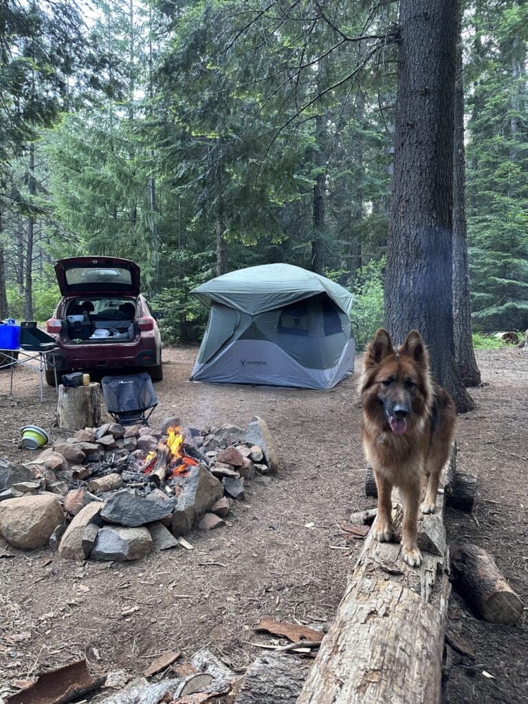 Wild Camping with a Dog: Ultimate Guide for a Safe Adventure ...