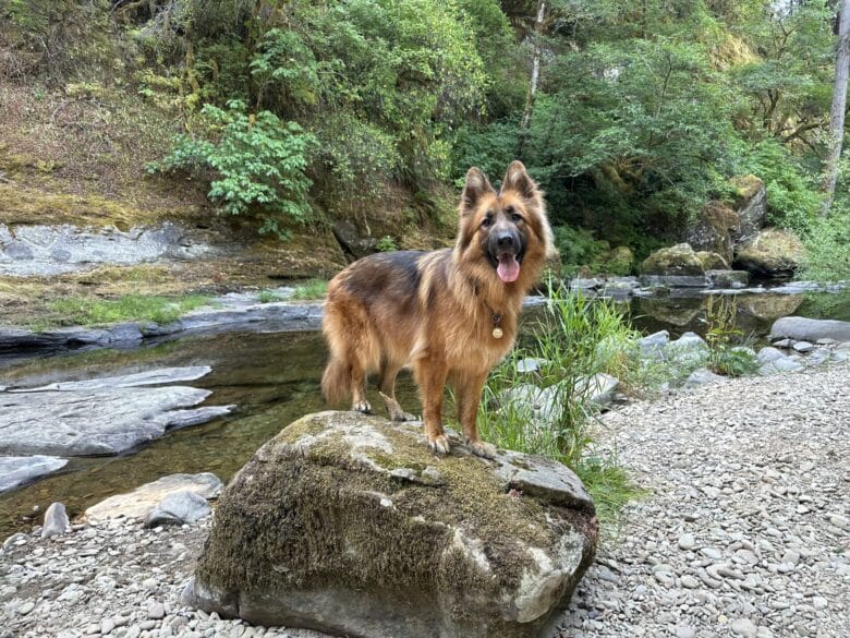 Why Dog Adventures Strengthen The Bond With Your Canine Companion - Wanderland Xperience