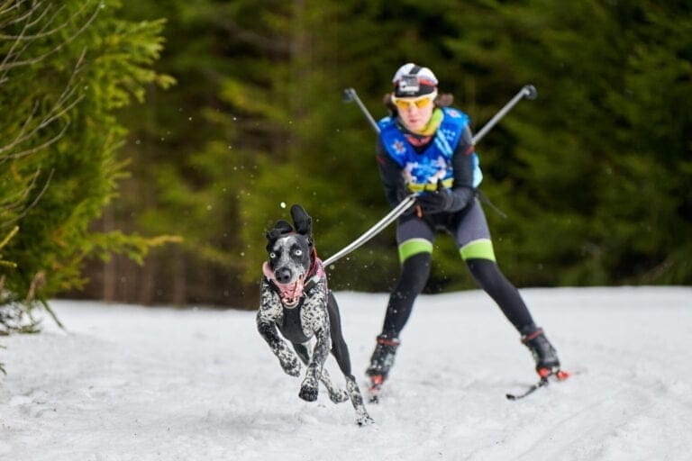 16 Fun Places to Take Your Dog: A Guide for Pet-Friendly Adventures ...