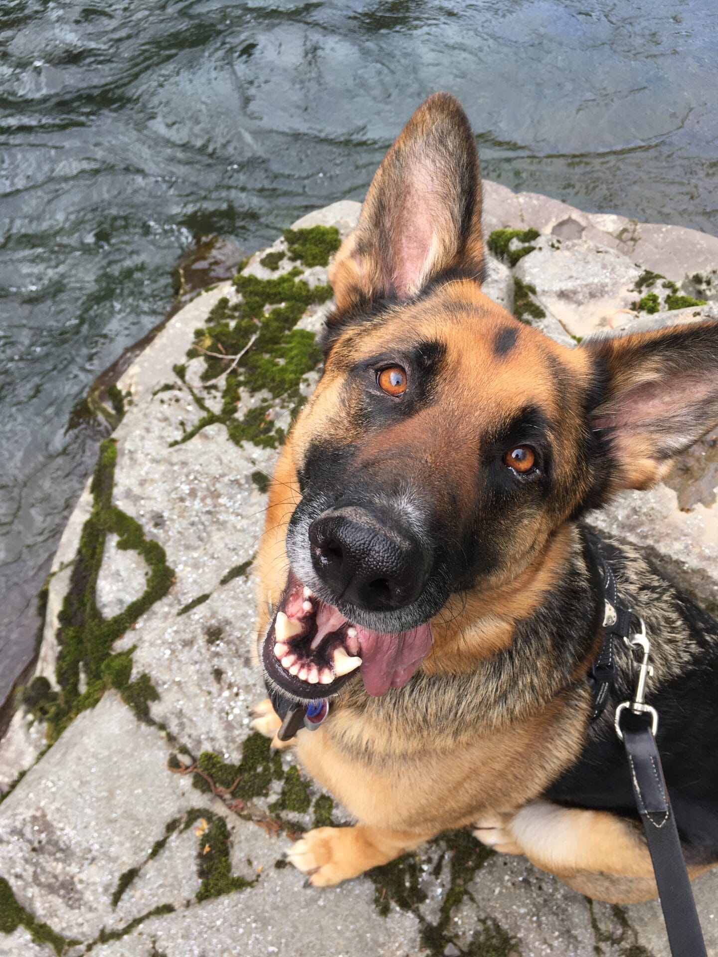 German Shepherd Camping: A Fun and Safe Adventure Guide - Wanderland ...