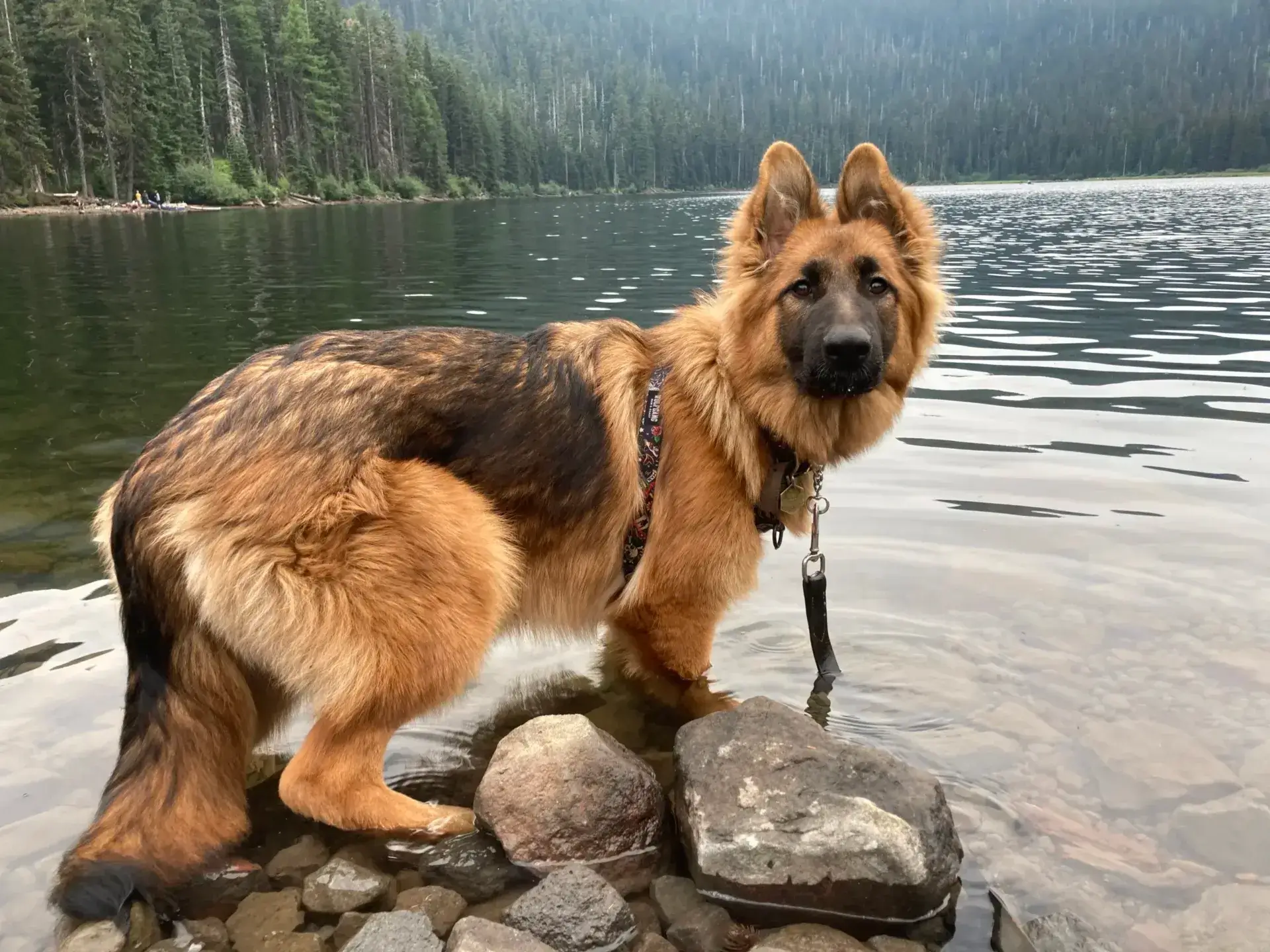 Hiking Dog Leash: Top 6 Picks for Adventure Pups - Wanderland Xperience