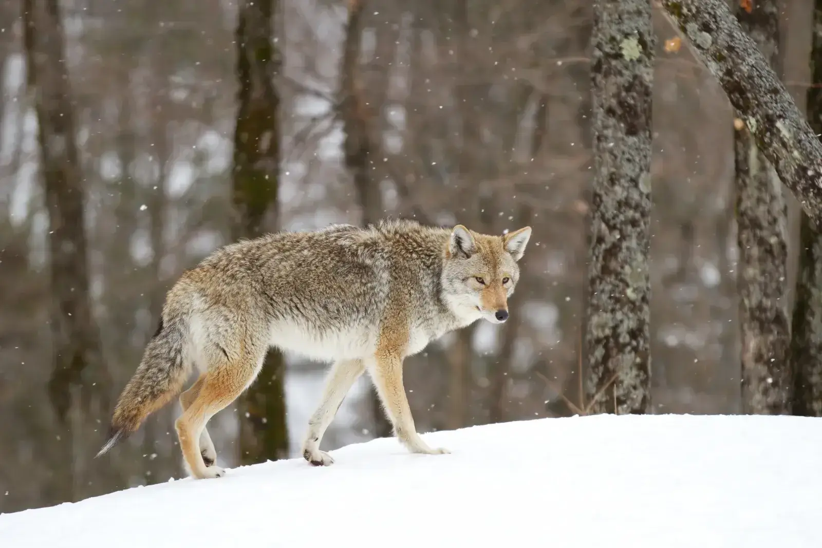 Close Encounters - What to Do if You See a Coyote While Hiking ...