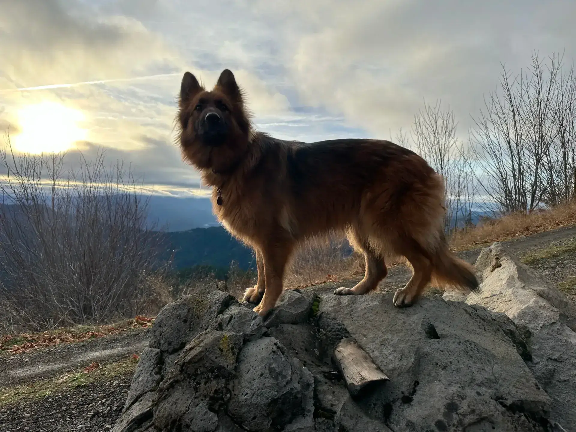 Training a Trail Dog: Teach Your Dog to Become the Ultimate Trail ...