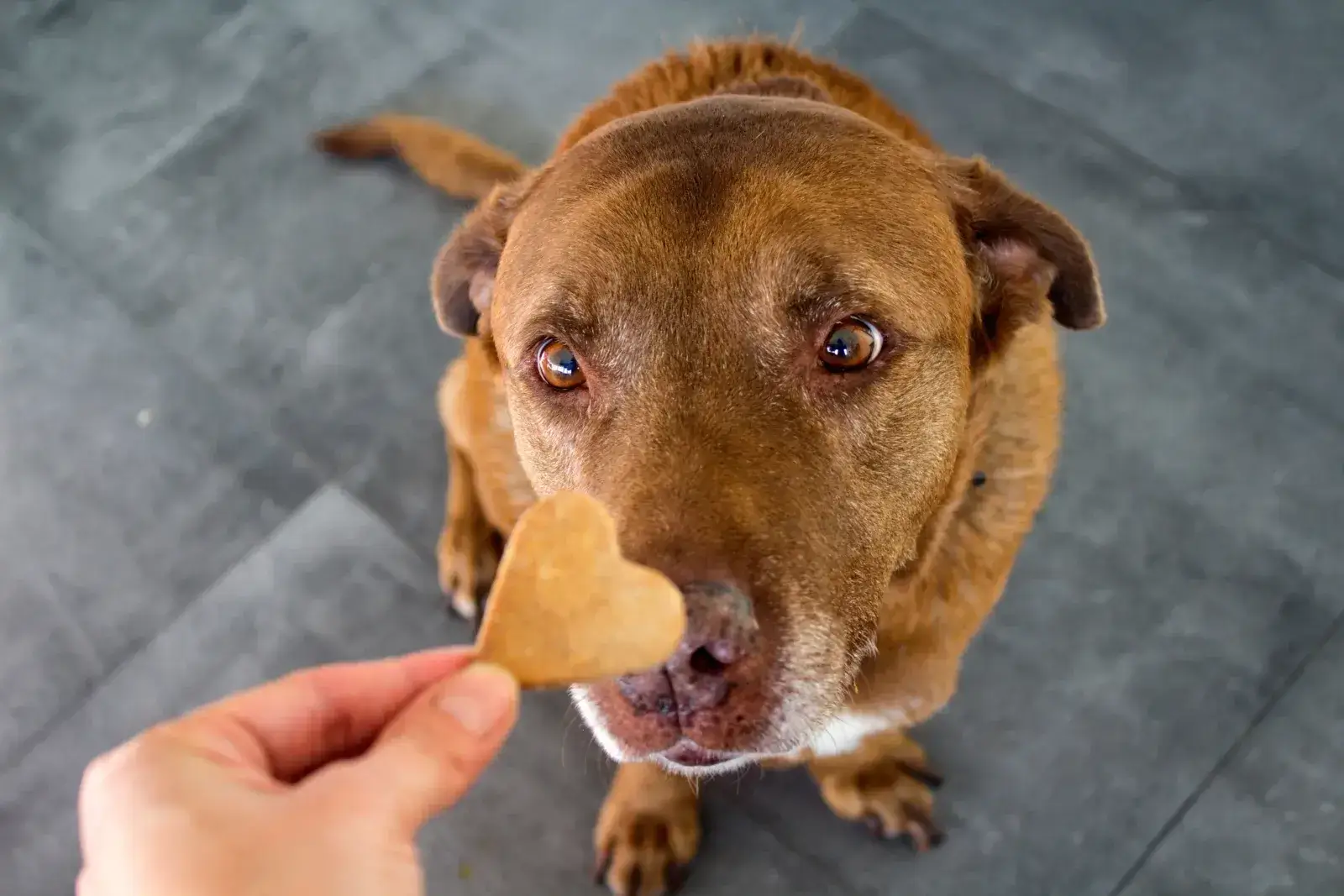Frozen Dog Treats: Deliciously Cool Recipes Your Pup Will Love ...
